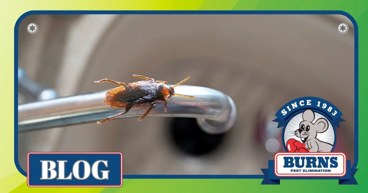 The Impact of Pests on Human Health