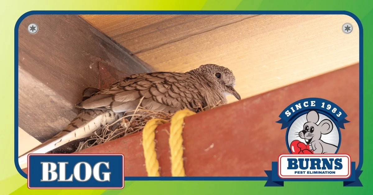 What Homeowners Should Know About Winter Termite Behavior