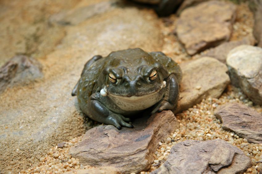 Arizona Monsoons Bring Toads & Frogs | Burns Pest Elimination