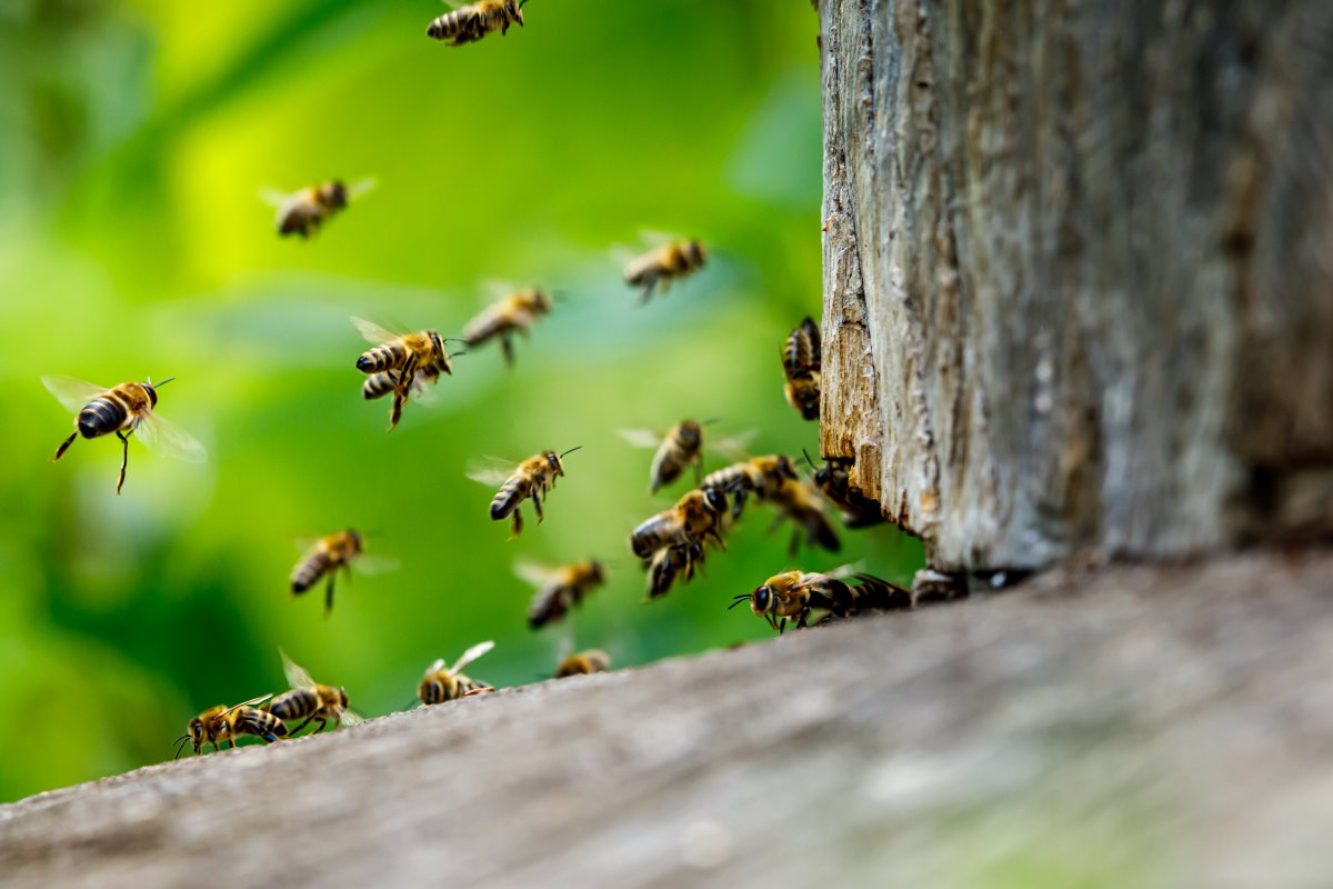 Beware of the Bees: How To Manage Spring Bee Swarms Safely | Burns Pest ...