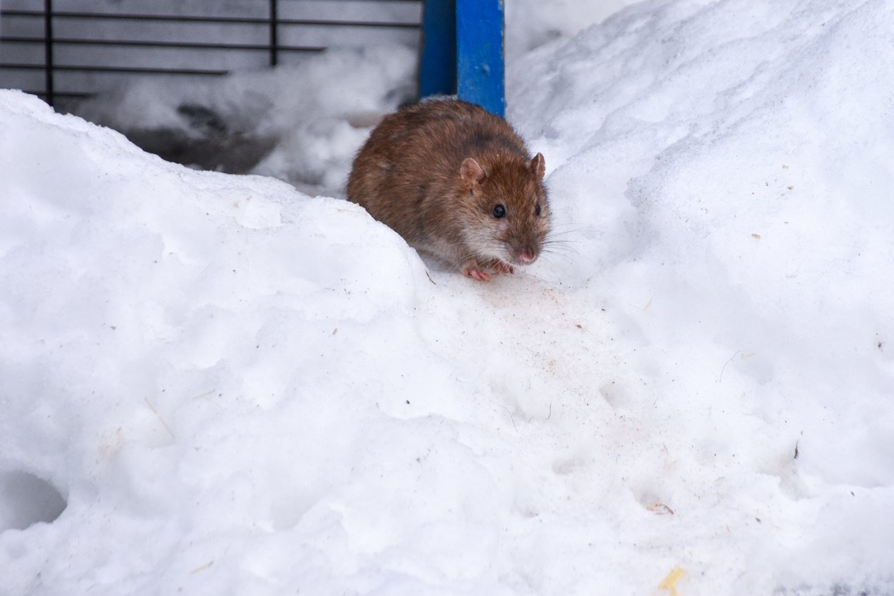 Winter Rat Prevention Tips To Defend Your Home | Burns Pest Elimination