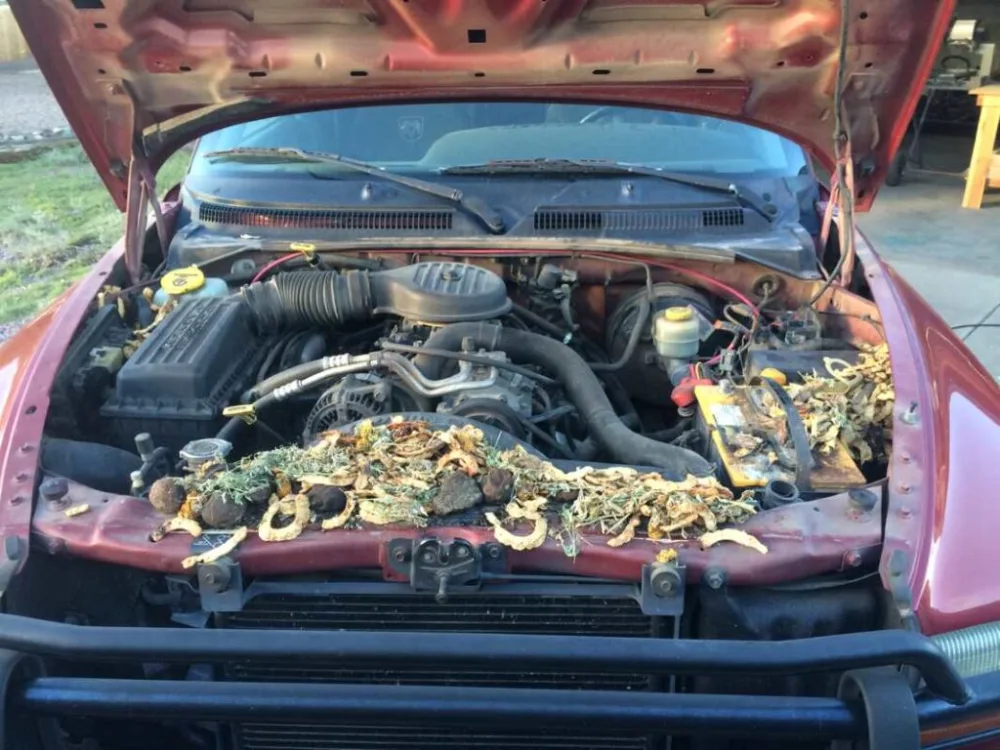 How To Keep Mice Out of Your Car | Burns Pest Elimination