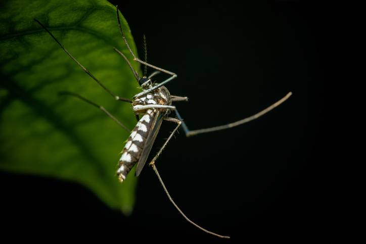 Why Do Mosquitoes Come Out at Night? | Burns Pest Elimination